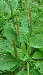 Útilaput kötnek a zarándok lábára? - Zarándoklat - az út, ami befelé ...